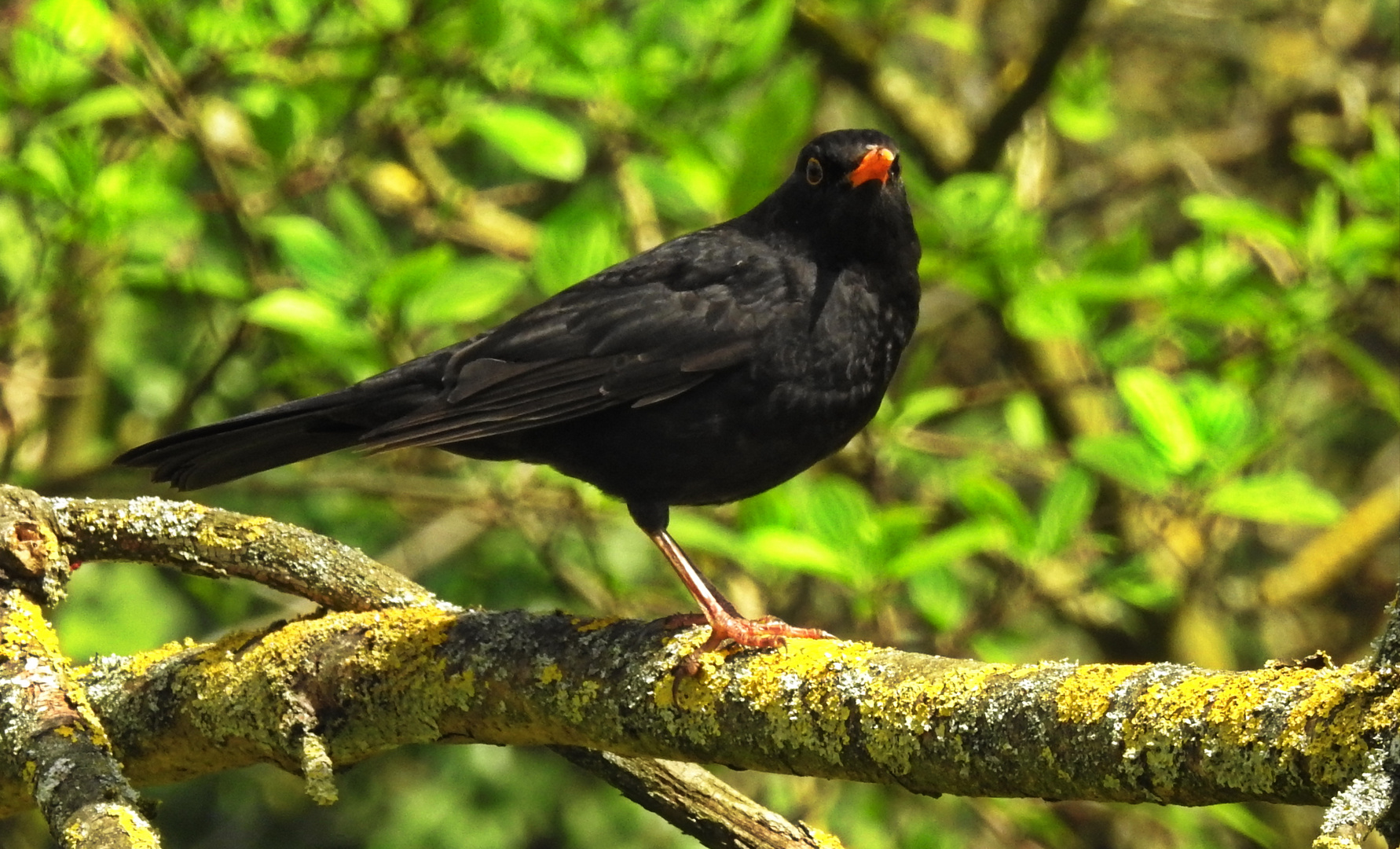 Amsel ... Foto & Bild | tiere, wildlife, wild lebende vögel Bilder auf ...