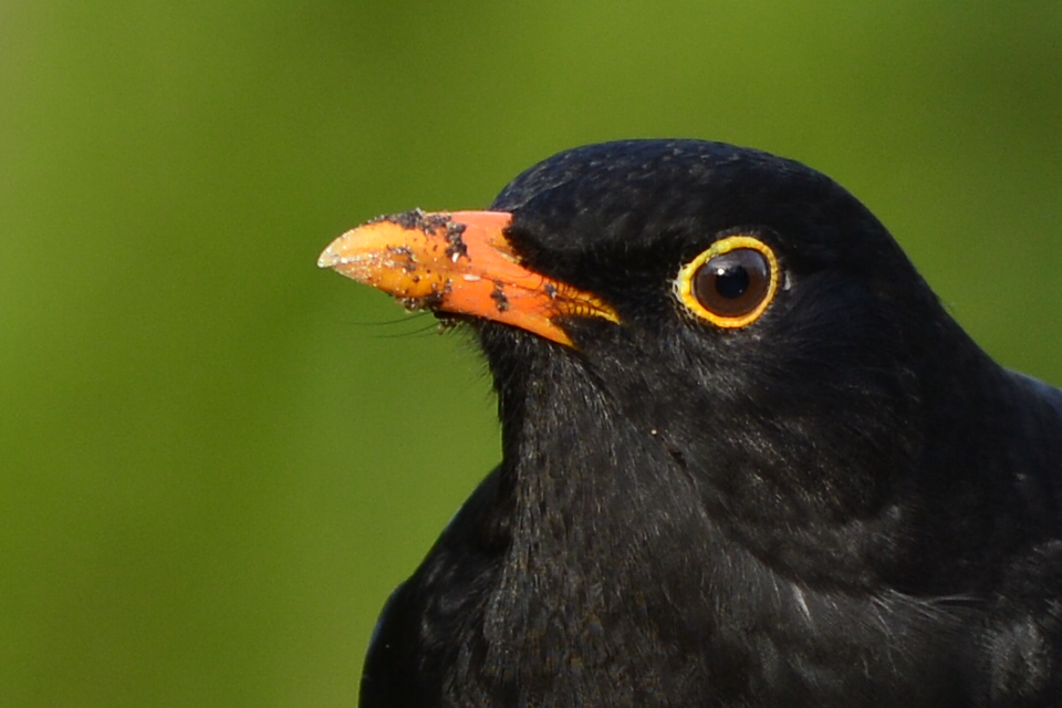 Amsel.......# Foto & Bild | natur, tiere, wildlife Bilder auf fotocommunity