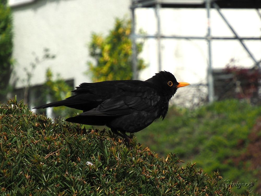 Amsel fliegt gleich... Foto & Bild | tiere, wildlife, wild lebende ...