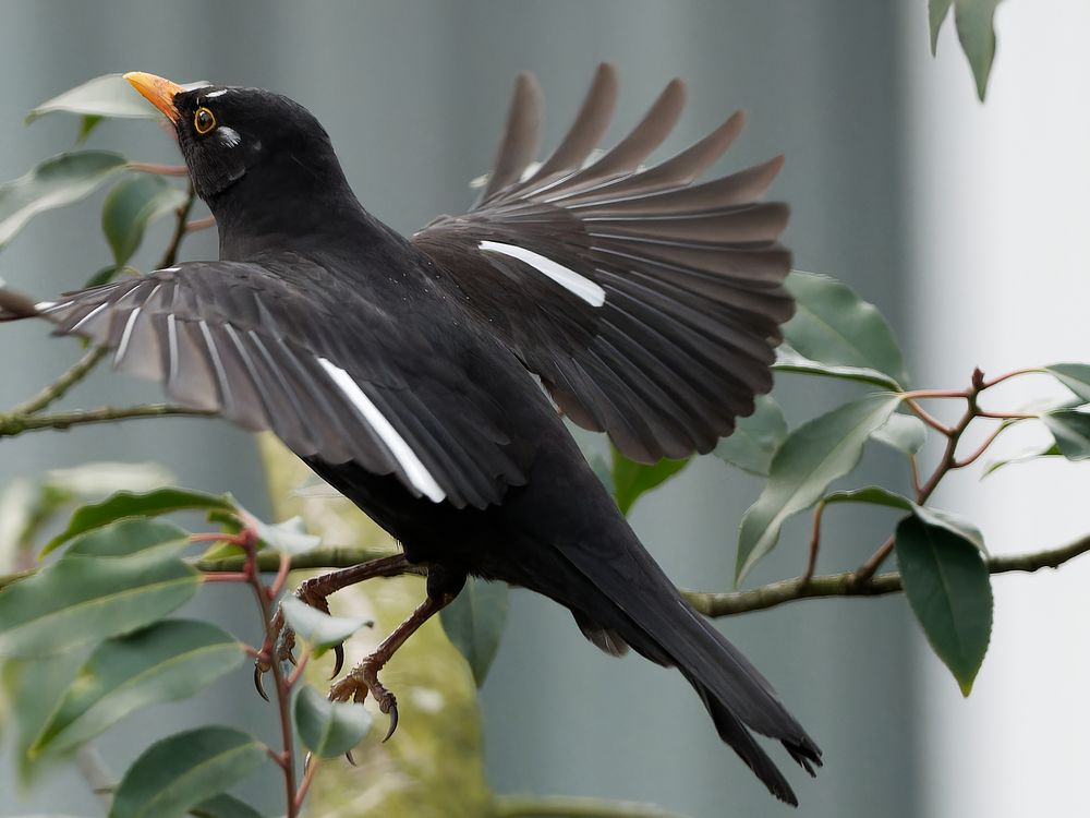 Amsel im Flug ii Foto & Bild | winter, natur, tiere Bilder auf ...