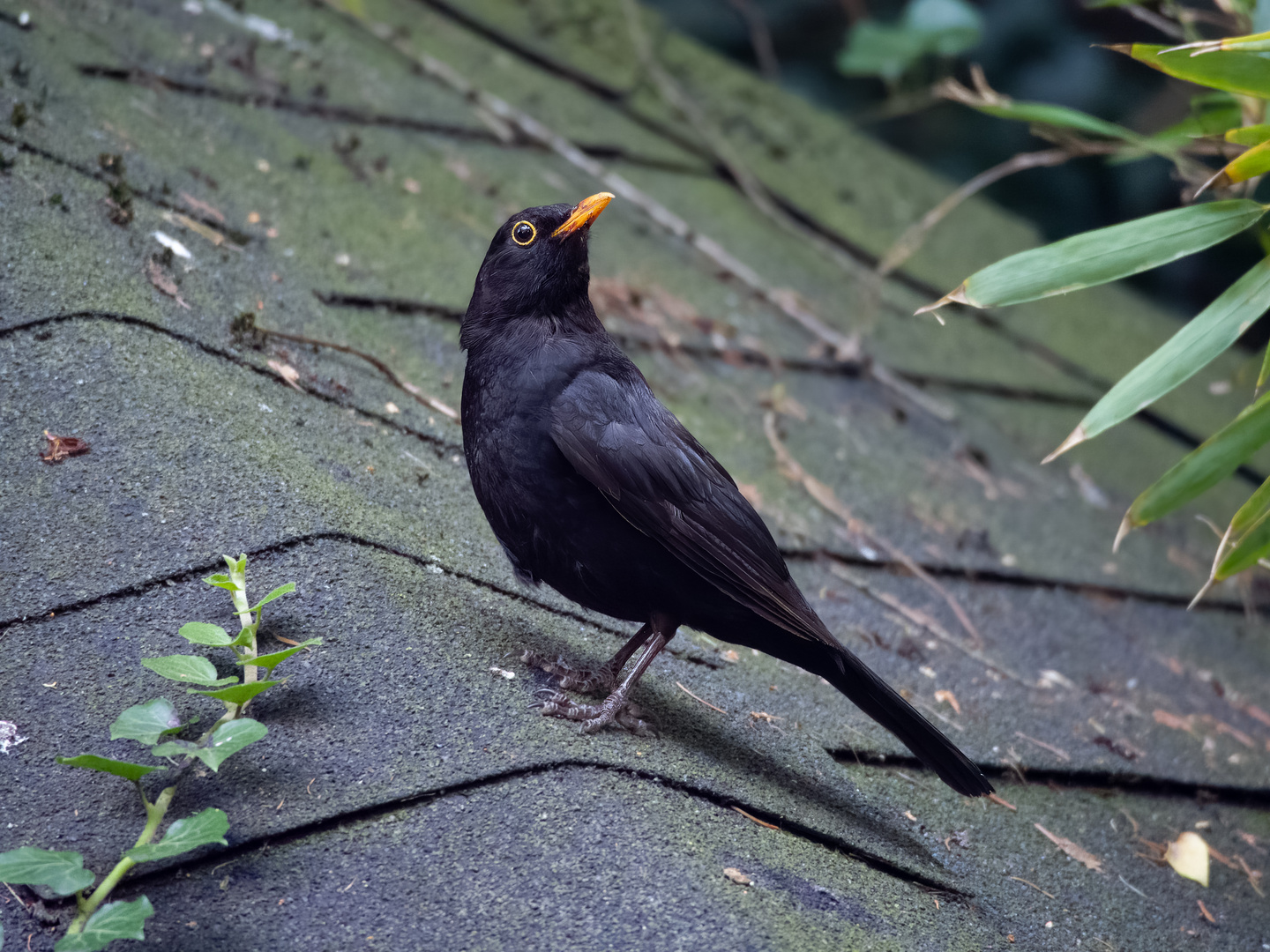 Amsel (m) auf dem Dach Foto & Bild | tiere, wildlife, wild lebende ...