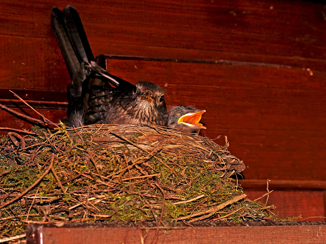 Amsel mit Nachwuchs. Foto & Bild | tiere, wildlife, wild lebende vögel ...