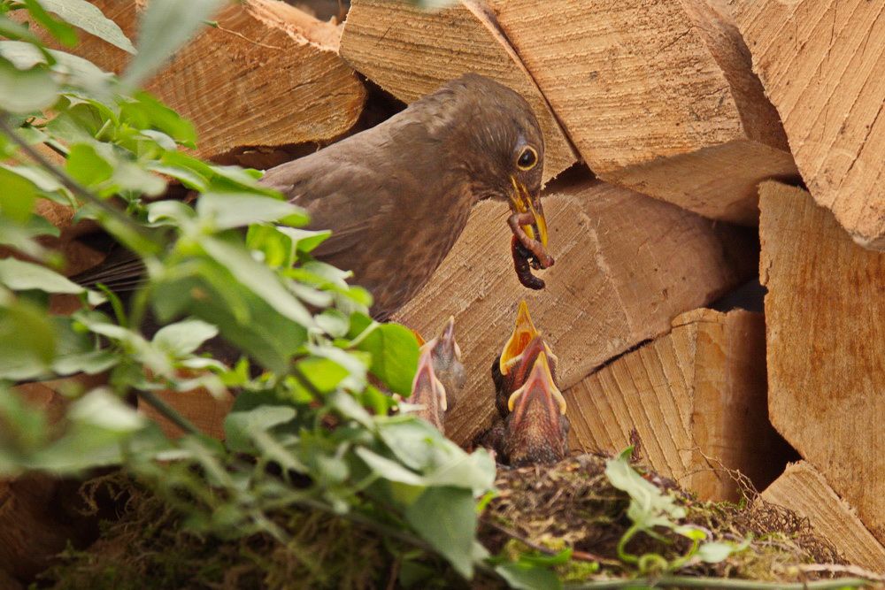 Amsel-Nachwuchs Foto & Bild | tiere, tierkinder, vögel amsel Bilder auf ...