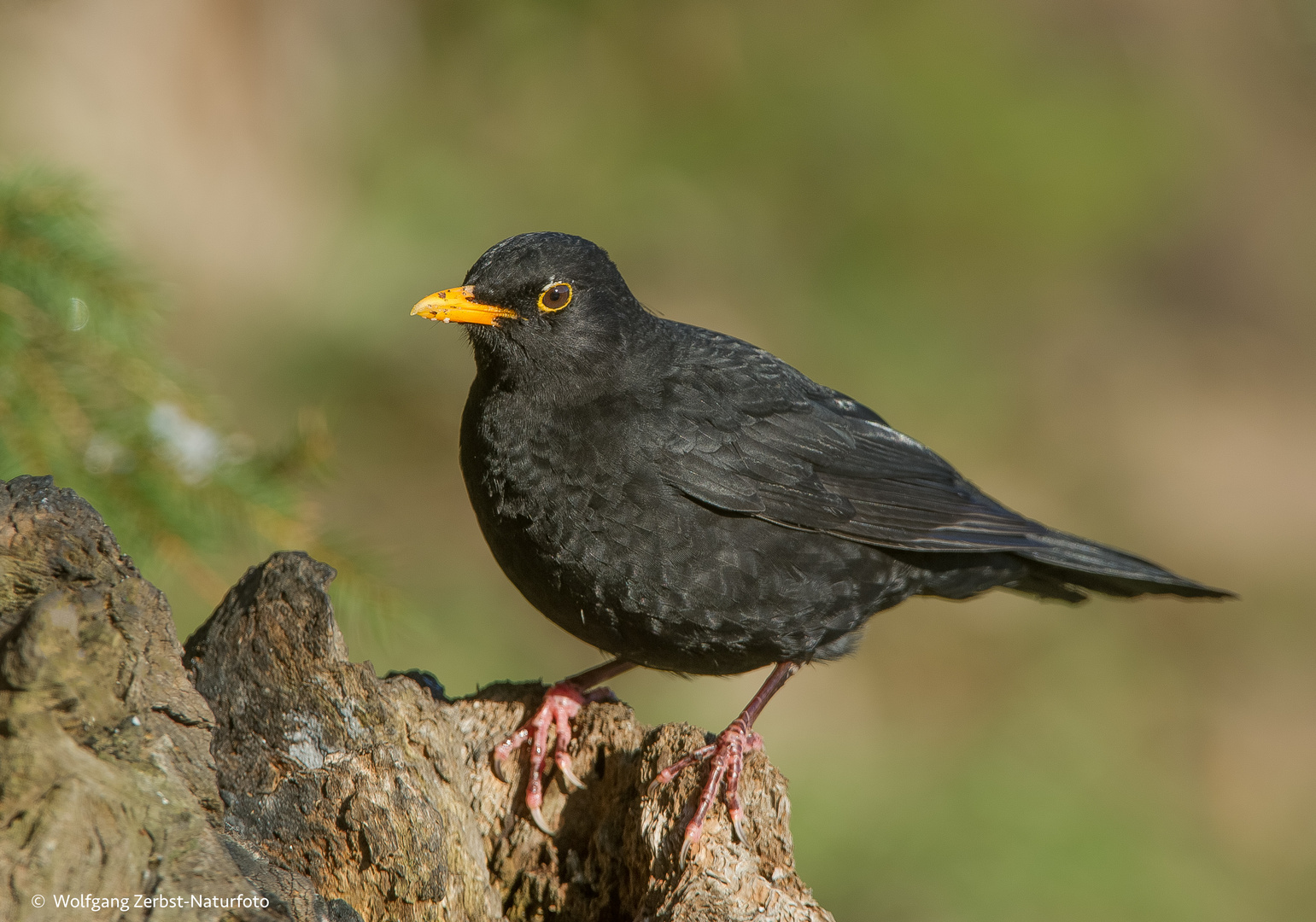 Amsel --- ( Turdus merula ) Foto & Bild | fotos, natur, tiere Bilder ...