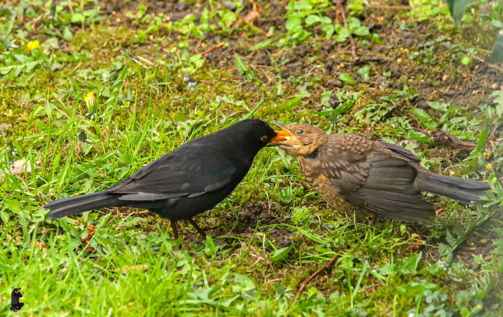 Amsel und Drossel Foto & Bild | tiere, wildlife, fotos Bilder auf ...