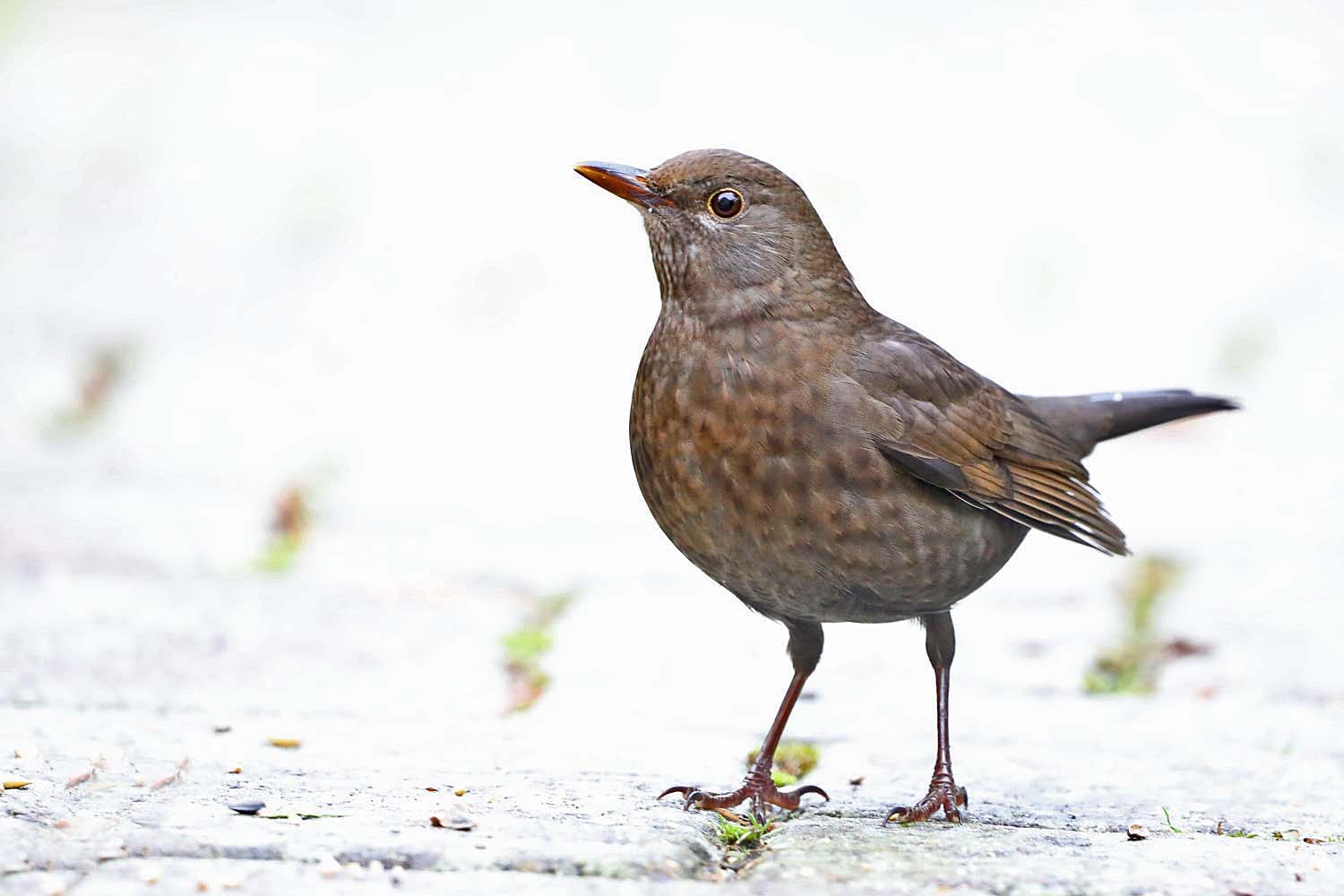 Amsel [Weibchen] Foto & Bild | fotos, nature, winter Bilder auf ...