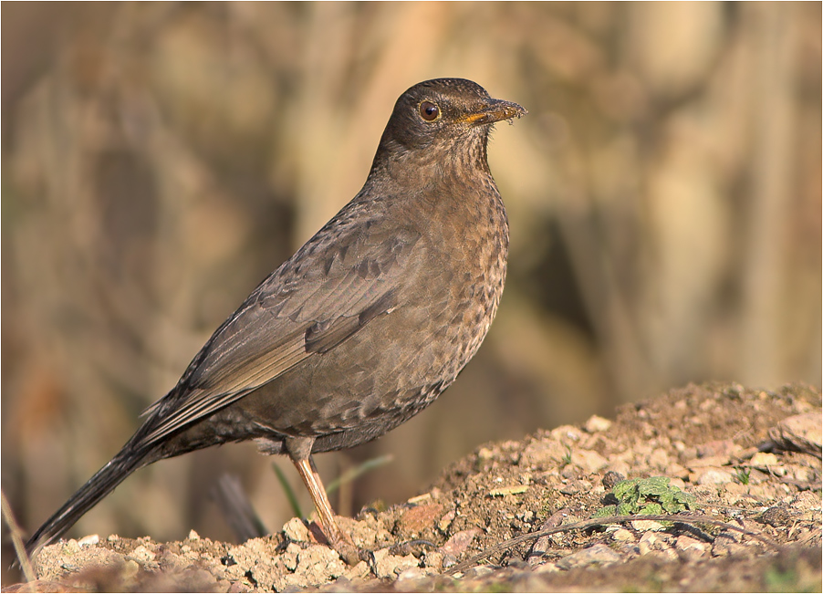 Amsel Weibchen Foto & Bild | tiere, wildlife, wild lebende vögel Bilder ...