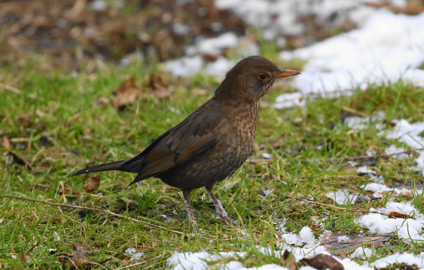 Amsel Weibchen Foto & Bild | tiere, wildlife, wild lebende vögel Bilder ...