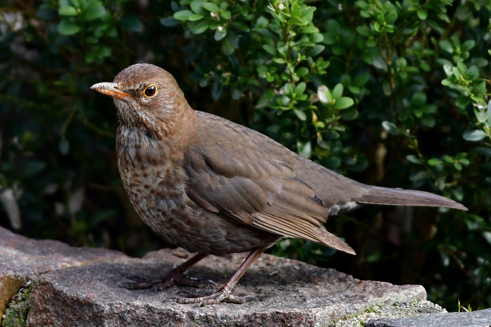 Amsel Weibchen Foto & Bild | tiere, wildlife, wildlife luder ...