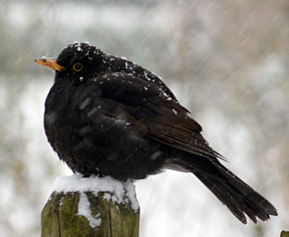Amsel2 Foto & Bild | tiere, amsel, natur Bilder auf fotocommunity