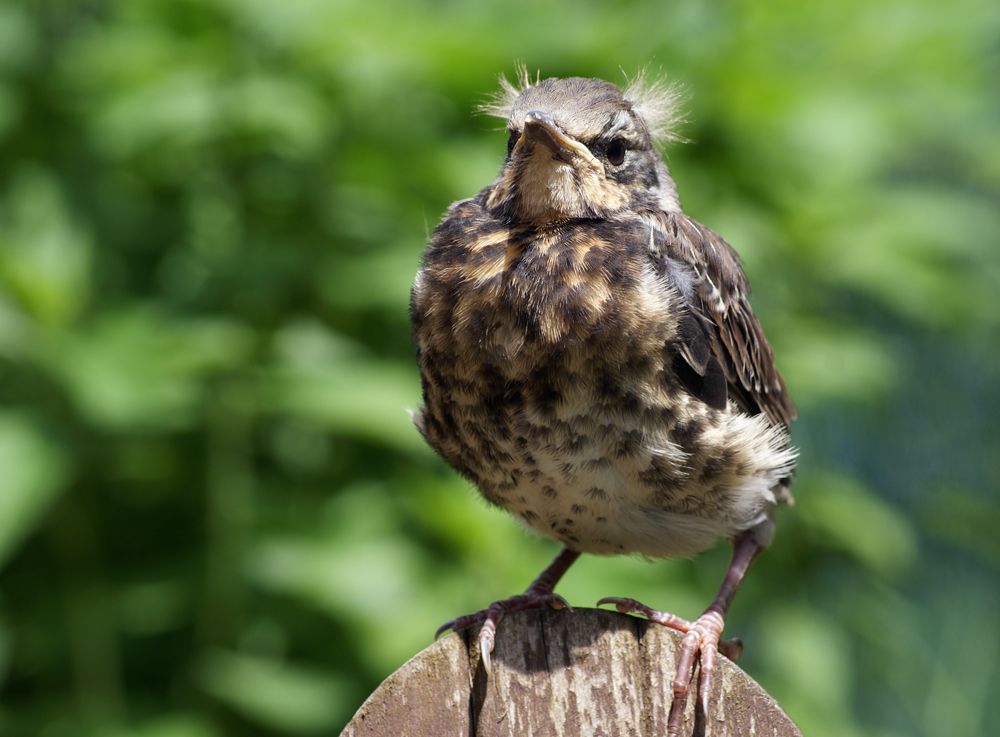 Amselbaby? Foto & Bild | tiere, wildlife, wild lebende vögel Bilder auf ...