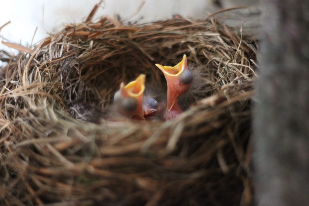 Amselbabys Foto & Bild | tiere, wildlife, wildlife: sonstige tiere ...