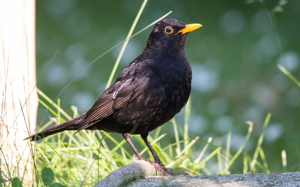 Amseln Foto & Bild | tiere, wildlife, wild lebende vögel Bilder auf ...