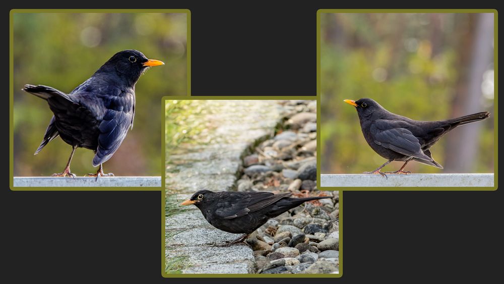 ~ Amseln ~ Foto & Bild | spezial, natur, collage Bilder auf fotocommunity