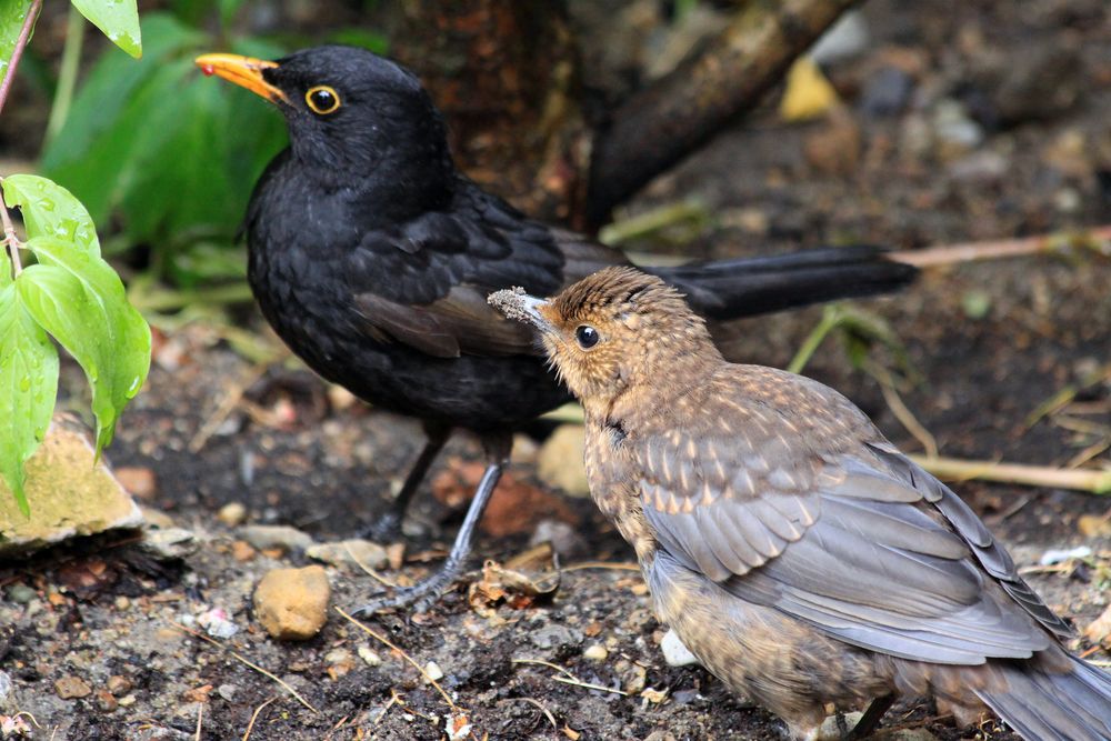 Amseln Foto & Bild | tiere, wildlife, wild lebende vögel Bilder auf ...