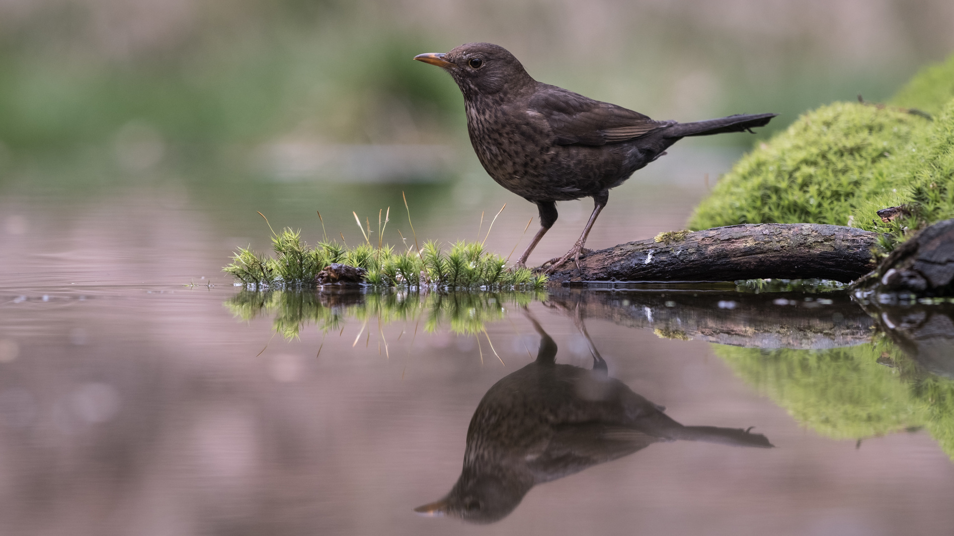 Amsel(Turdus merula) Foto & Bild | tiere, wildlife, wild lebende vögel ...