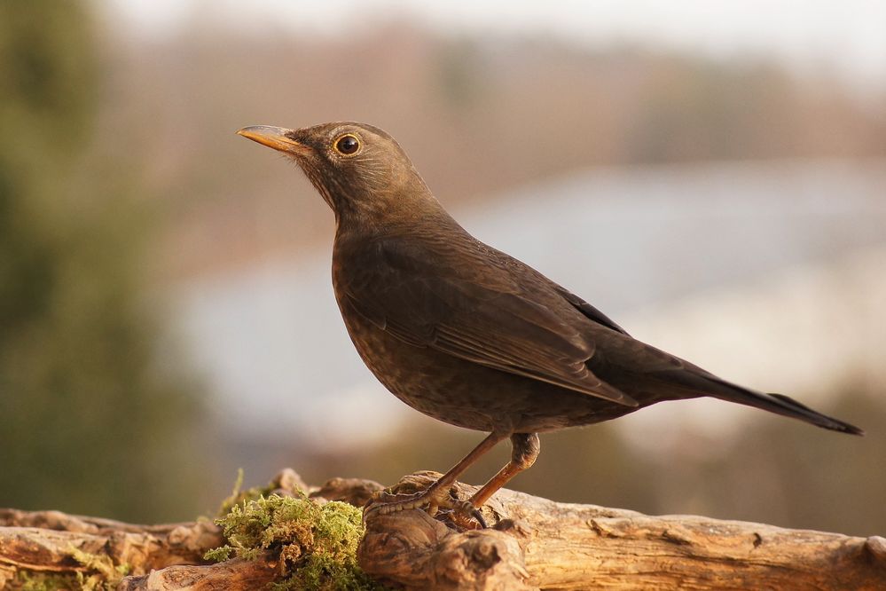 Amselweibchen Foto & Bild | tiere, wildlife, wild lebende vögel Bilder ...