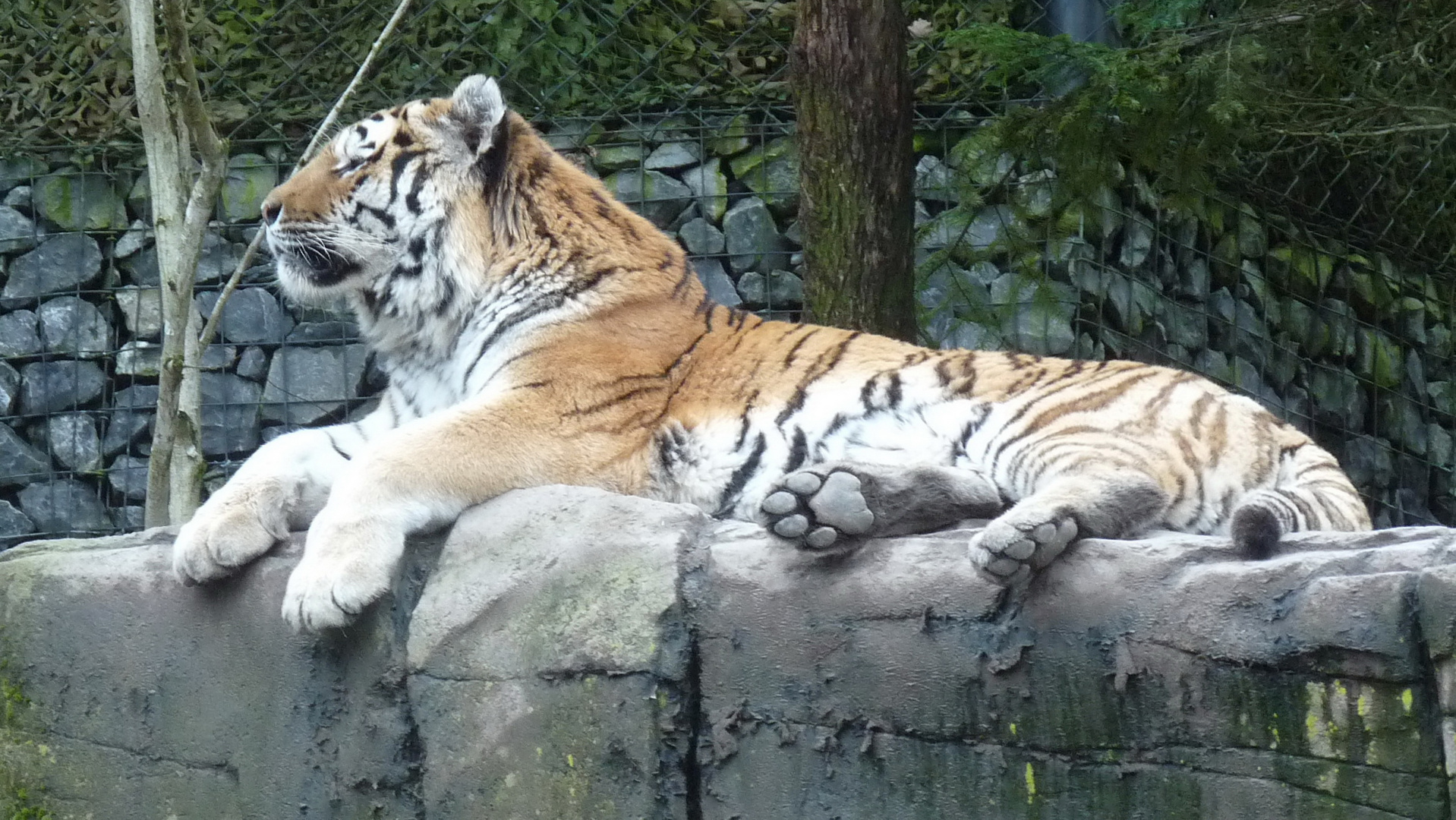 Amur-Tiger im Zoo Zürich Foto & Bild | natur, schweiz, zoo Bilder auf ...