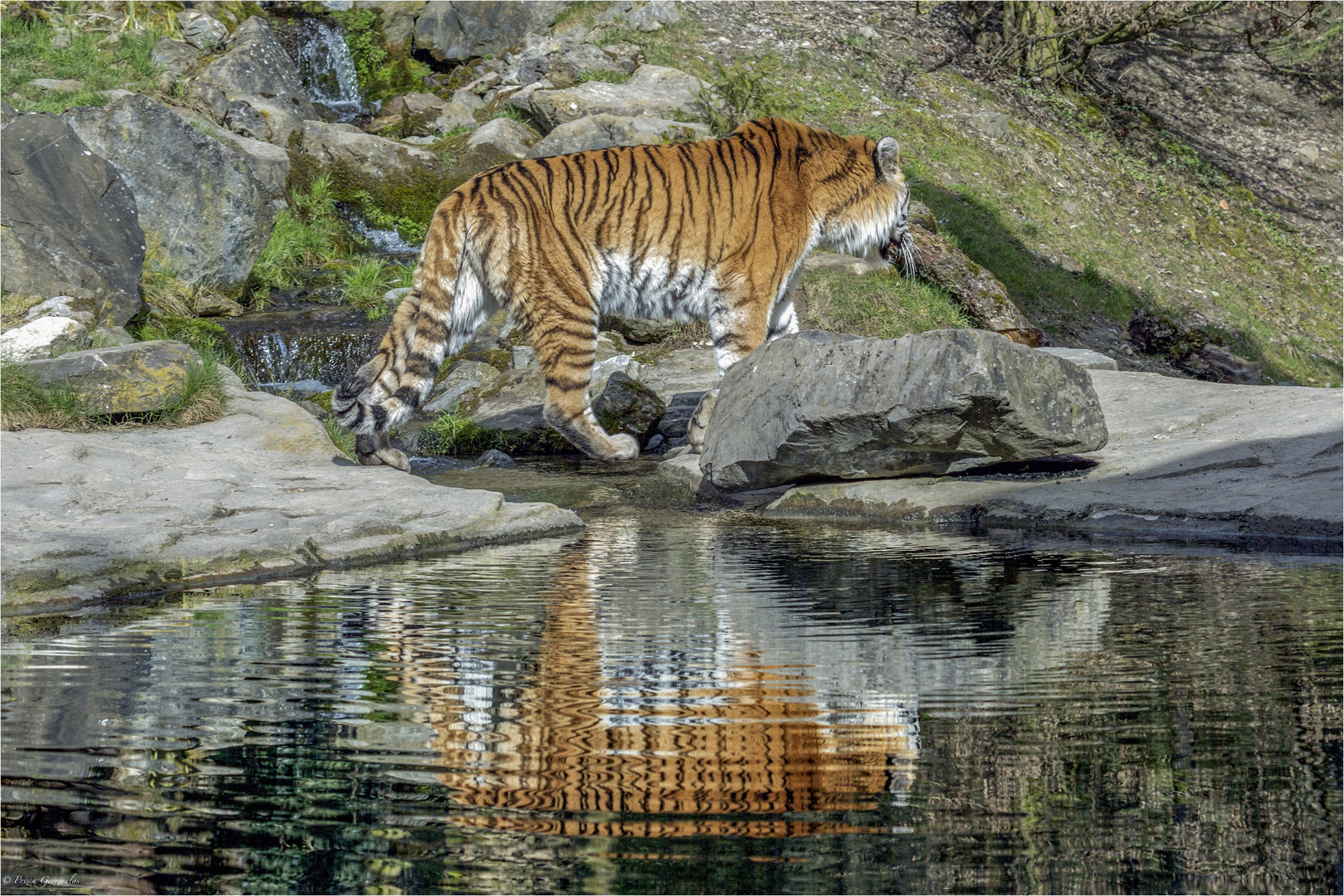 Amurtiger - Panthera Tigris Altaica Foto & Bild | tiere, zoo, wildpark ...
