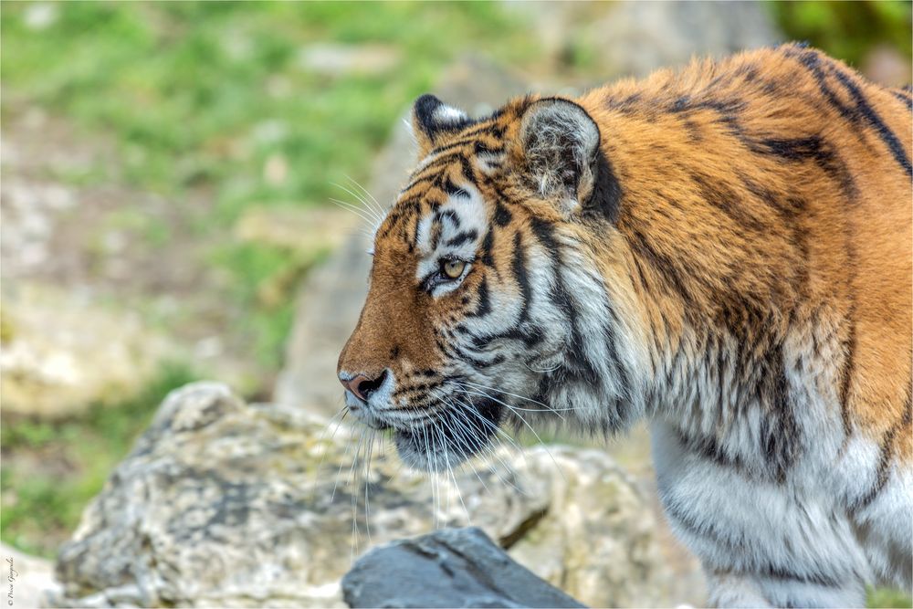 Amurtiger - Panthera tigris altaica Foto & Bild | tiere, zoo, wildpark ...