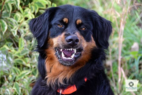 Hunde, Hundebilder, Hundefotos