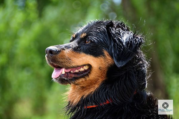 Hunde, Hundebilder, Hundefotos