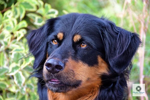 Hunde, Hundebilder, Hundefotos