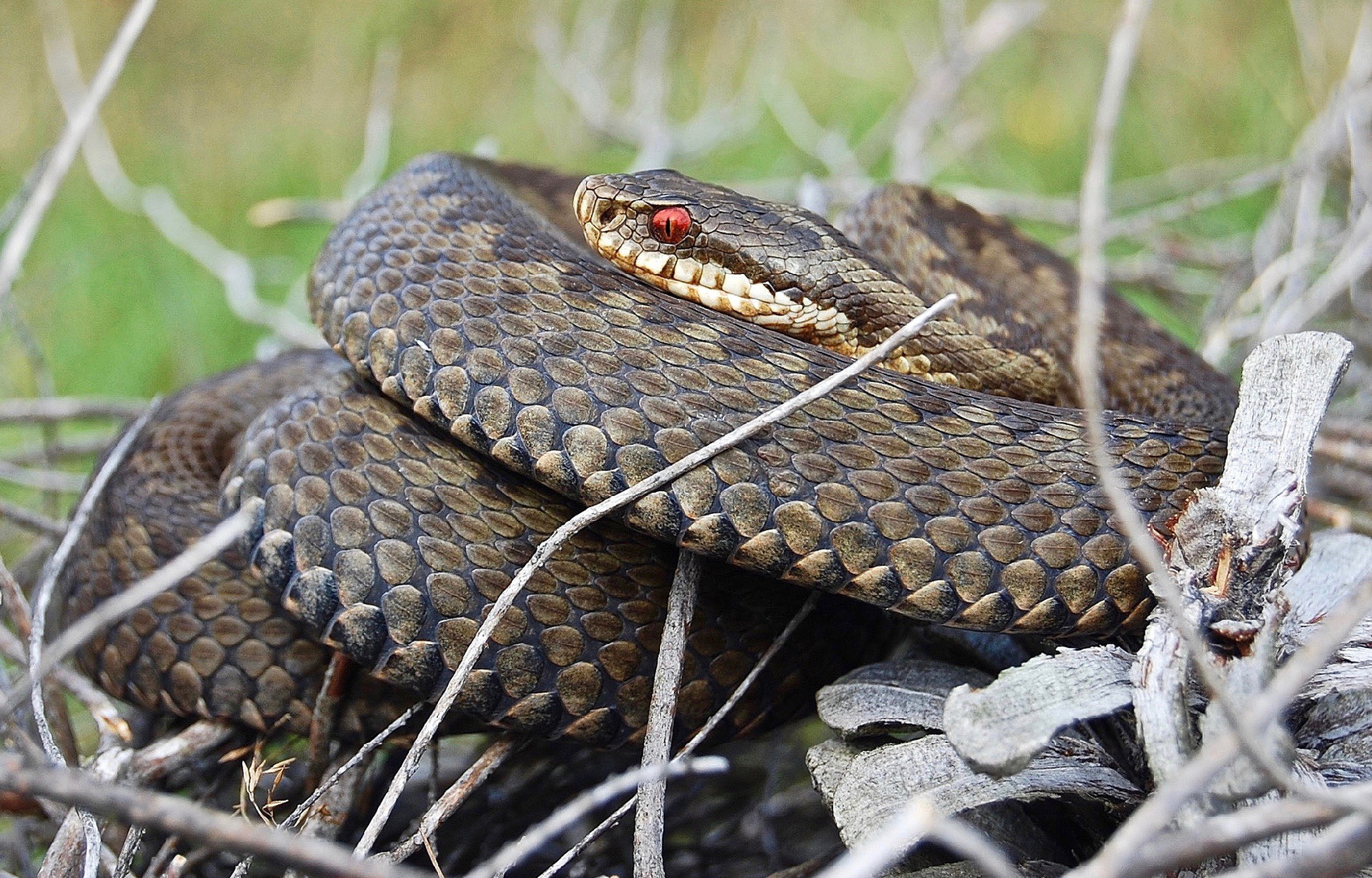 an adder a day Foto & Bild | sommer, makro, natur Bilder auf fotocommunity