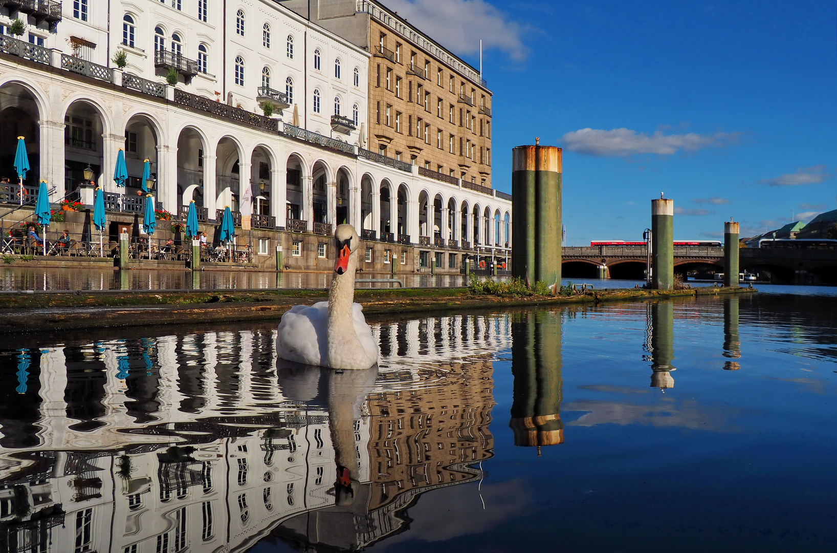 an der Alster .. Foto & Bild | natur, alster, schwäne Bilder auf ...