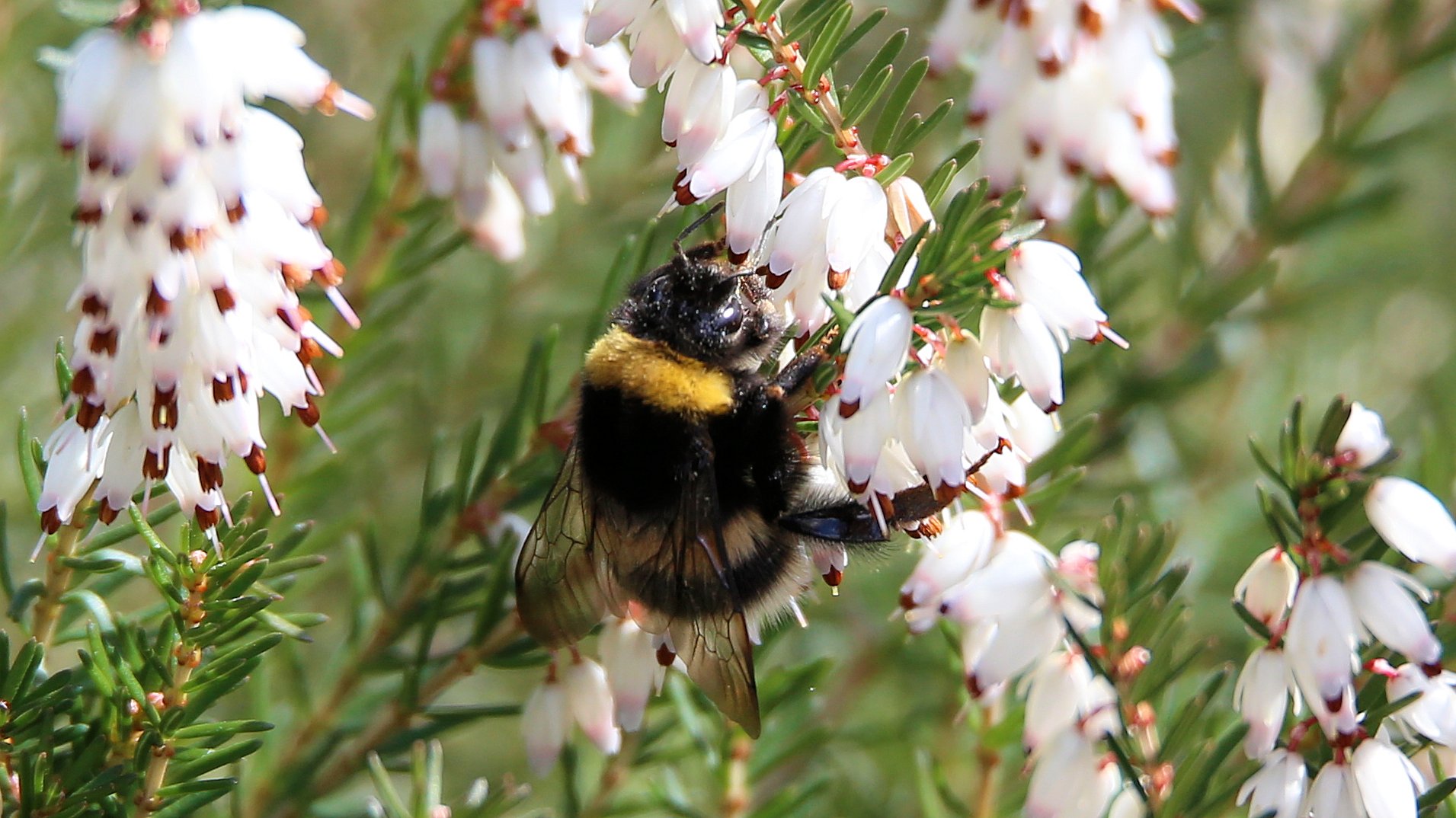 An der Erica.. Foto & Bild | tiere, wildlife, insekten Bilder auf ...