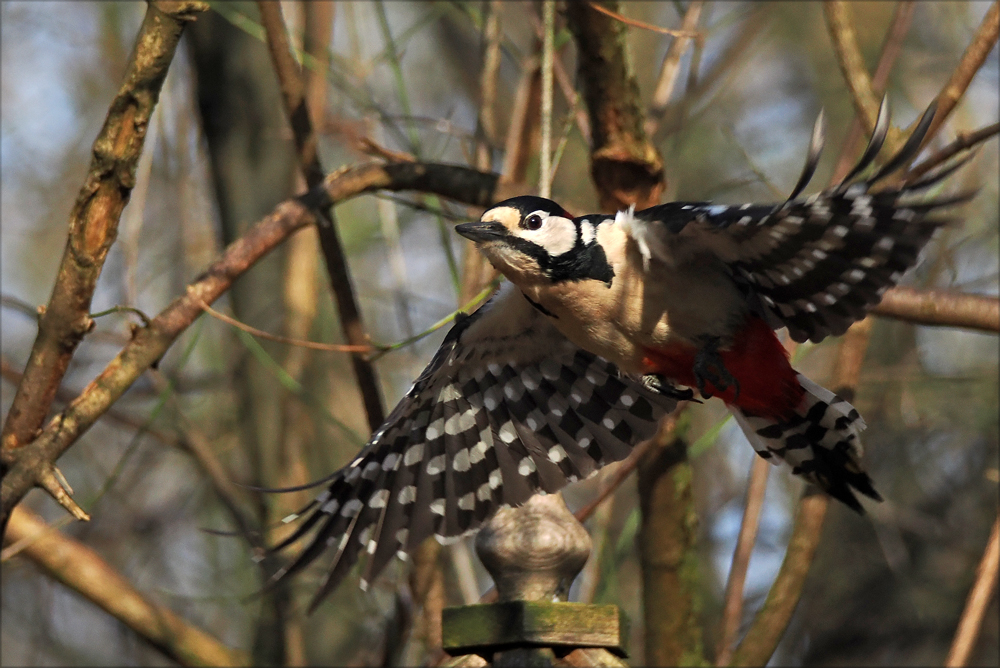An der Fütterung: Buntspecht Foto & Bild | tiere, wildlife, wild ...