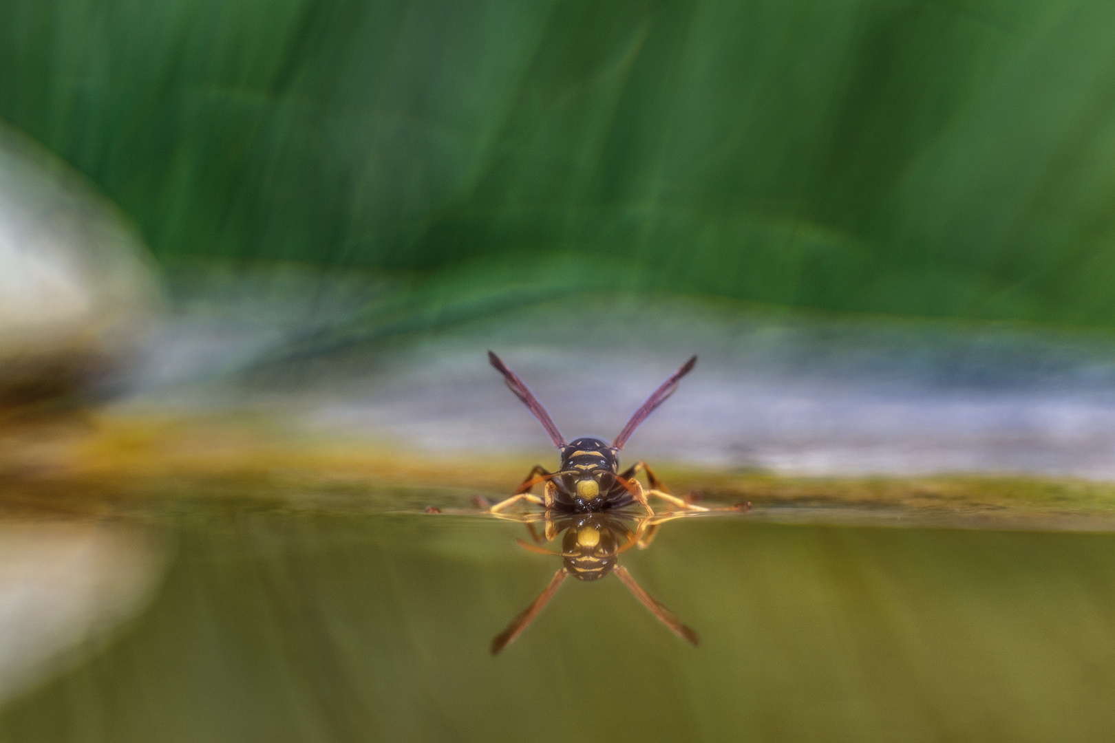 An der Insekten-Cocklailbar Foto & Bild | spezial, makro, natur Bilder auf fotocommunity