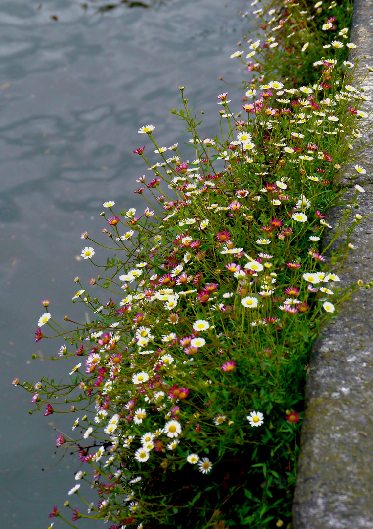 An der Kai-Mauer vom Lago Maggiore Foto & Bild | naturimpressionen ...