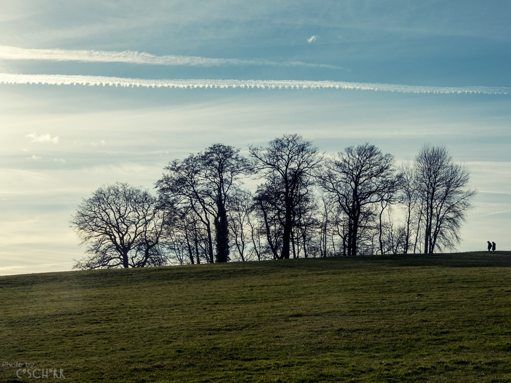 An der Kuppe entlang Foto & Bild | pflanzen, pilze & flechten, bäume ...