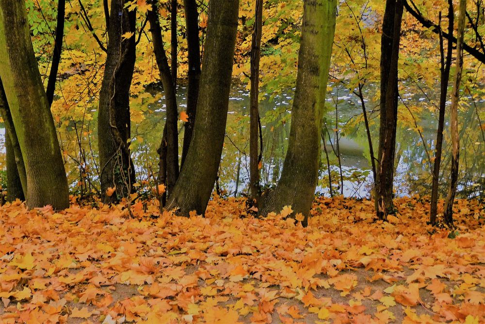 An der Nidda (1) Foto & Bild | landschaft, jahreszeiten, herbst Bilder auf fotocommunity