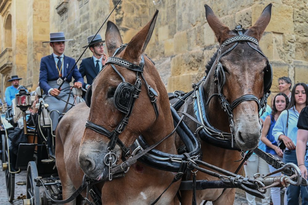 An der Prozession in Cordoba Foto & Bild | europe, spain, andalusien ...