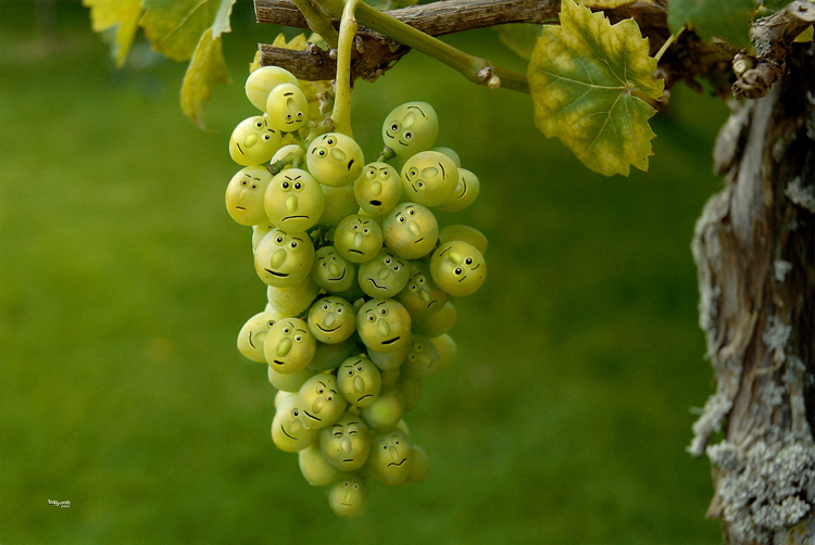 An der Rebe leben ! Foto & Bild | quatsch, fun und rätselecke, fun ...