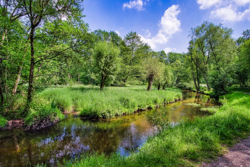 An der Schwalm Foto & Bild | nature, wald, landschaften Bilder auf ...