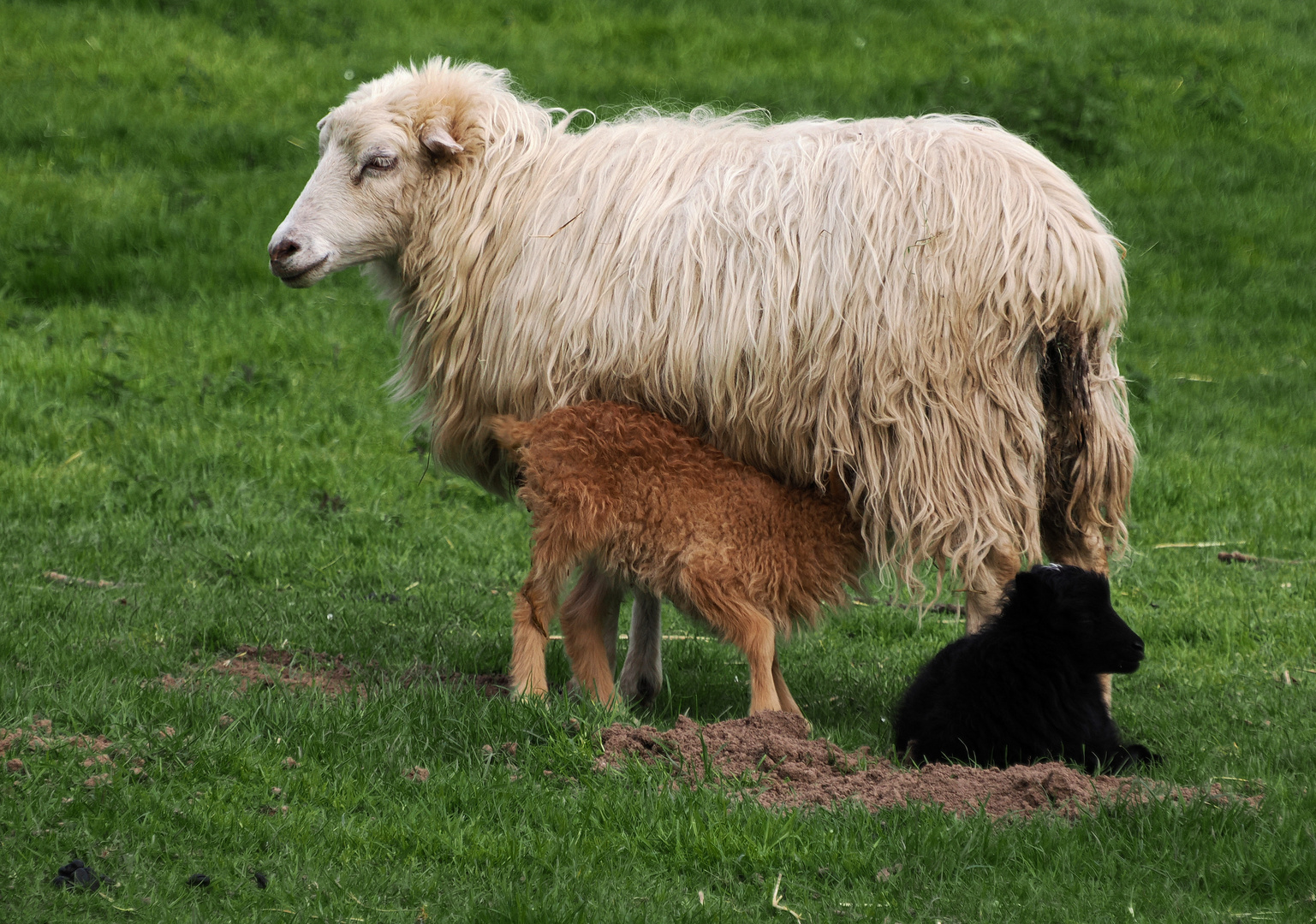 An der Tankstelle … Foto & Bild | fotos, schaf, natur Bilder auf ...