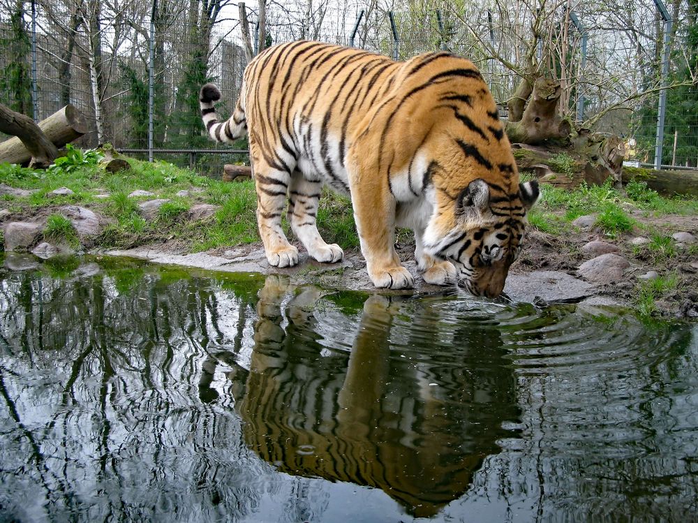 An der Wasserstelle in der Anlage Foto & Bild | tiere, zoo, wildpark & falknerei, landschaft ...