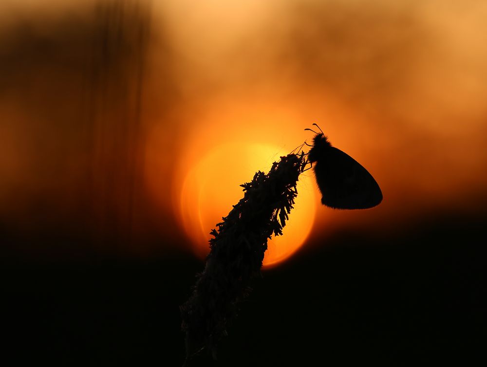 An einem Abend im April Foto & Bild | tiere, wildlife, schmetterlinge ...