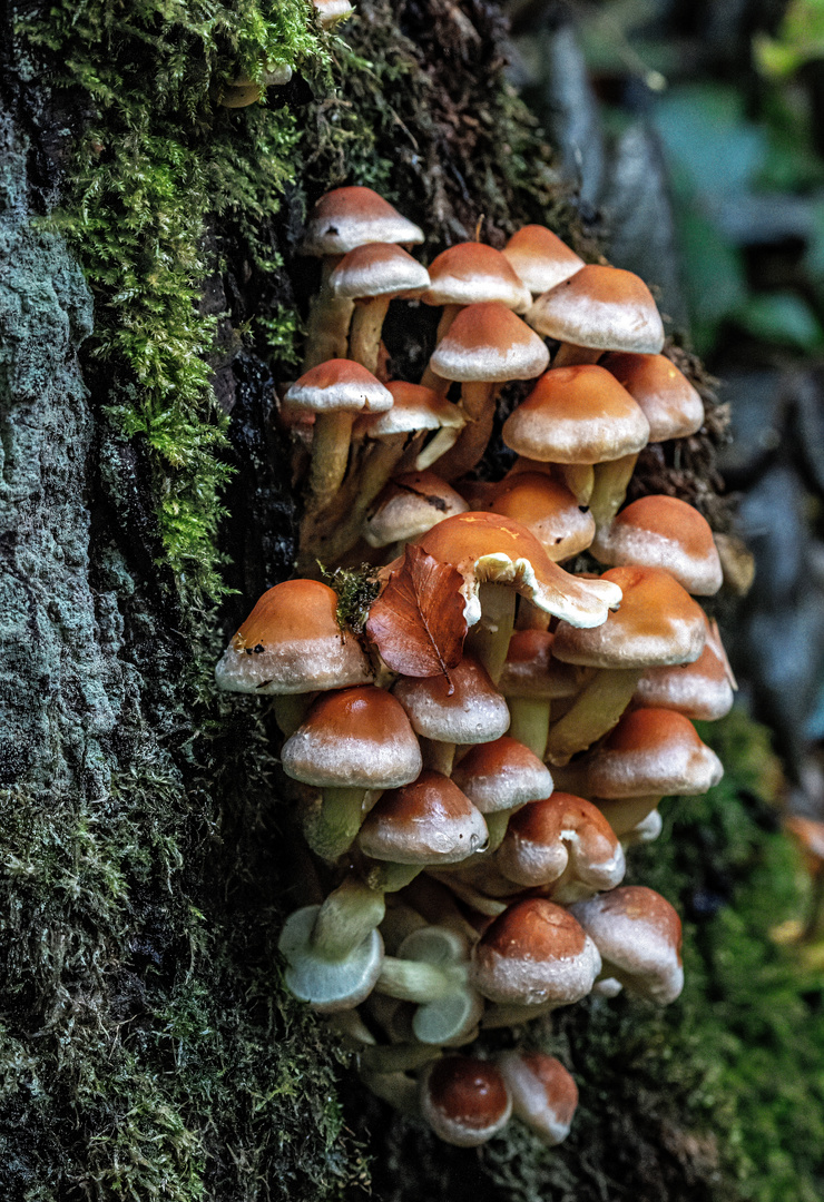 An einem Baumstumpf wuchsen diese Pilze Foto & Bild | pflanzen, pilze & flechten, pilze ...