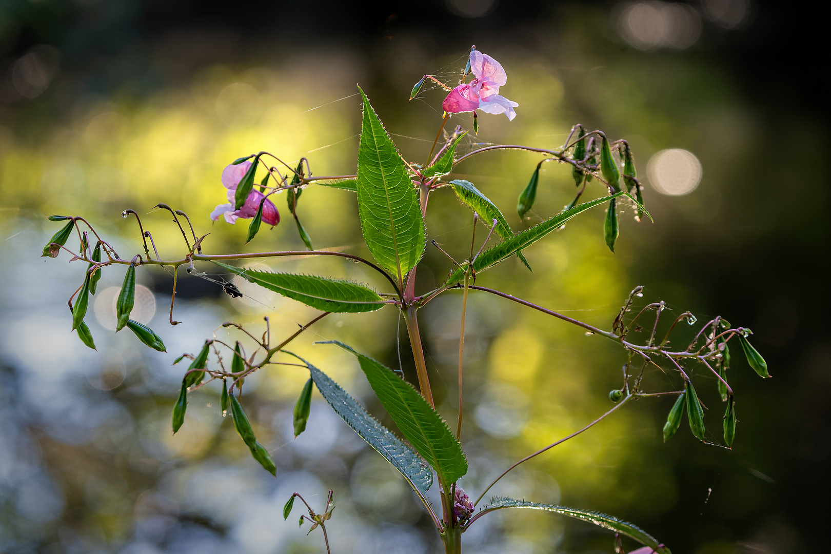 An einem Herbstmorgen... Foto & Bild | pflanzen, pilze & flechten, blüten- & kleinpflanzen ...