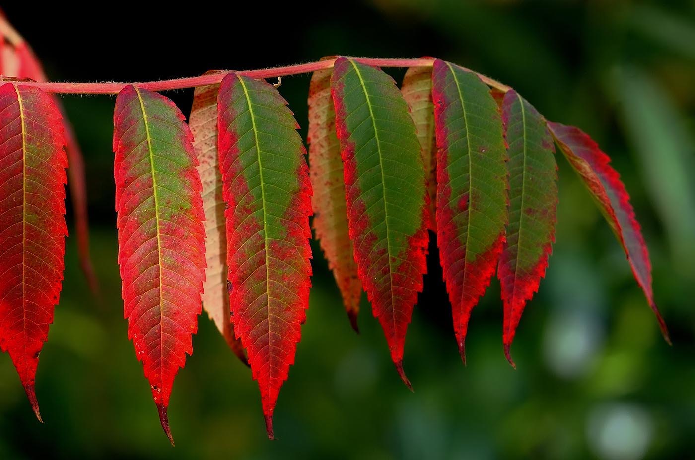 An Rot-Grün kommt ja niemand mehr vorbei ... Foto & Bild | pflanzen ...