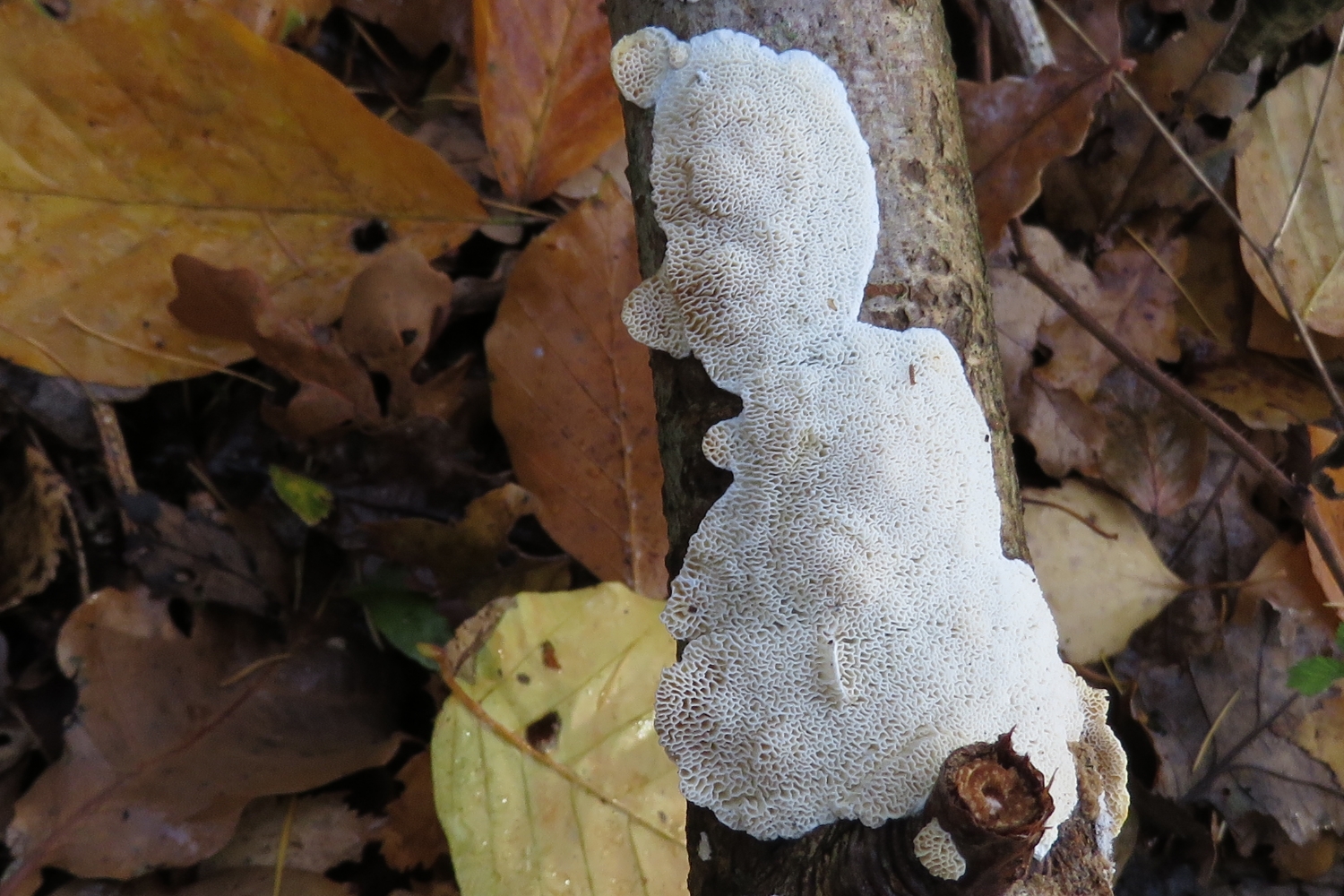 An Tante Edith Foto & Bild | pflanzen, pilze & flechten, pilze & flechten, pilze Bilder auf ...