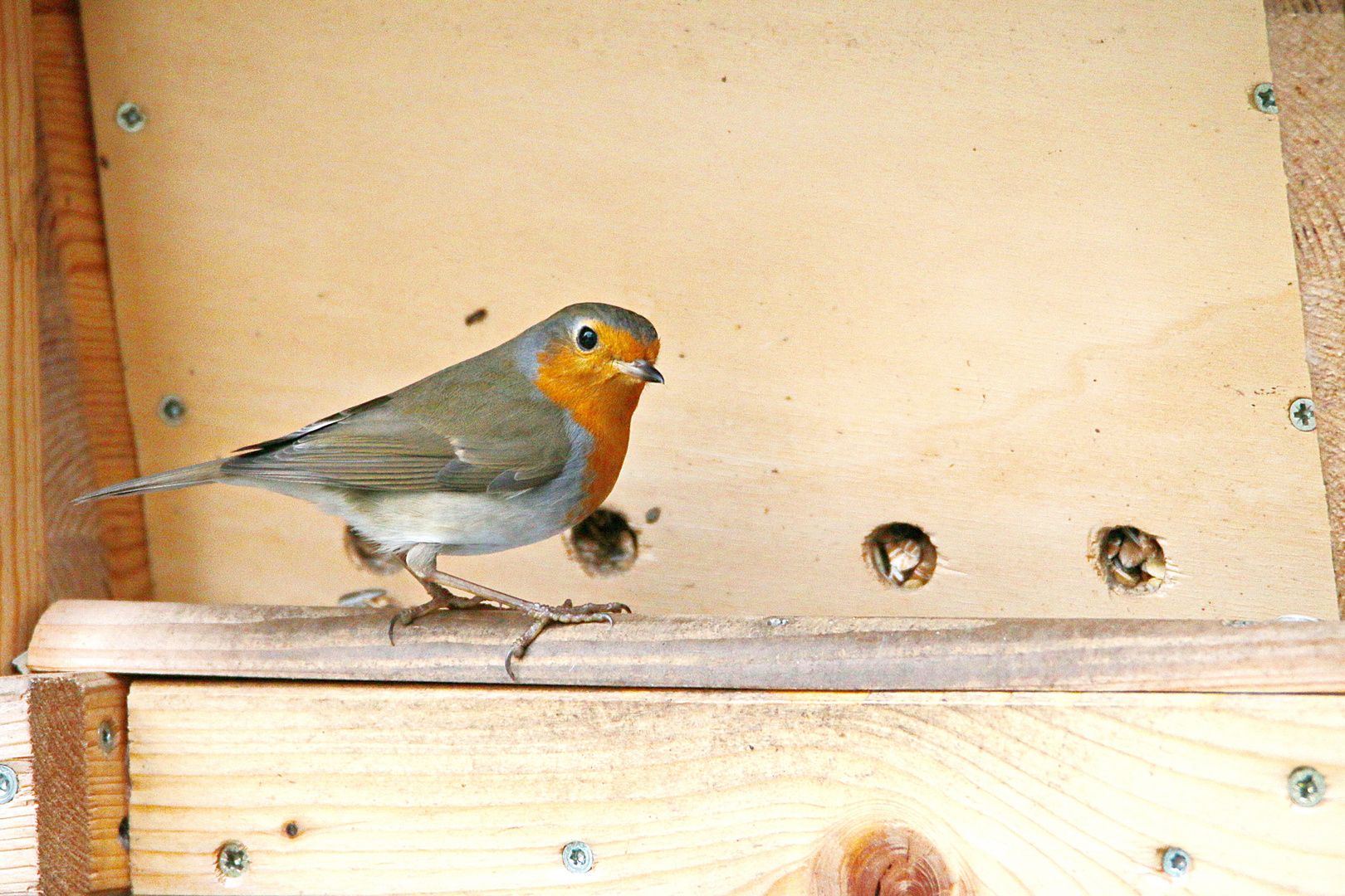 an unserem Futterhaus (3) Foto & Bild | natur, tiere, vögel Bilder auf ...