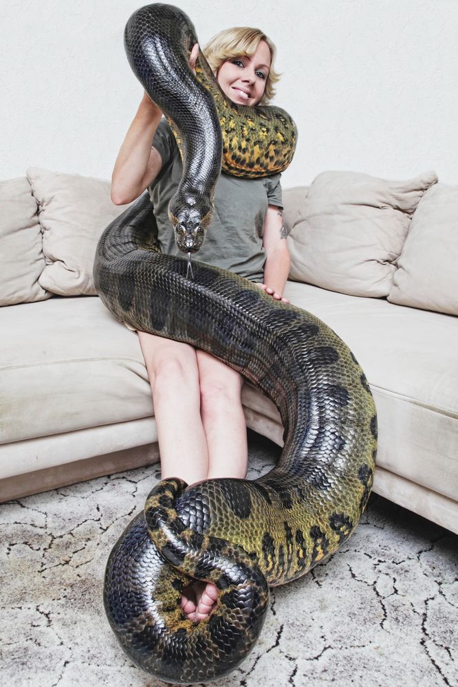 Anaconda * The Biggest Snake On Earth * Foto & Bild | tiere, tier und ...