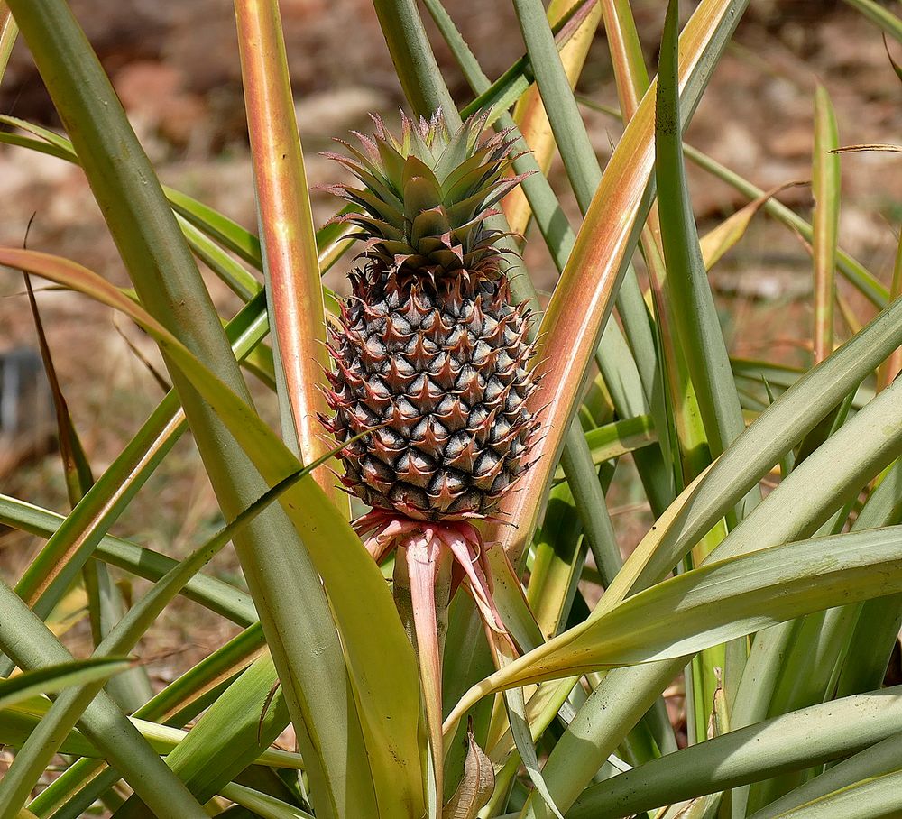 Ananas am Strauch! Foto & Bild | natur, plantage, pflanzen Bilder auf ...
