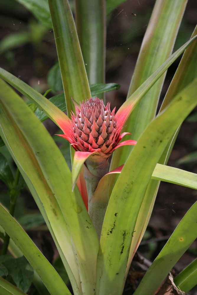 Ananas Foto & Bild | north america, central america, pflanzen, pilze ...