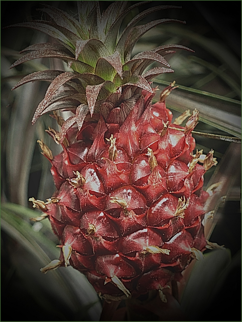 Ananas de flor Foto & Bild | obst , nature, stillleben Bilder auf ...